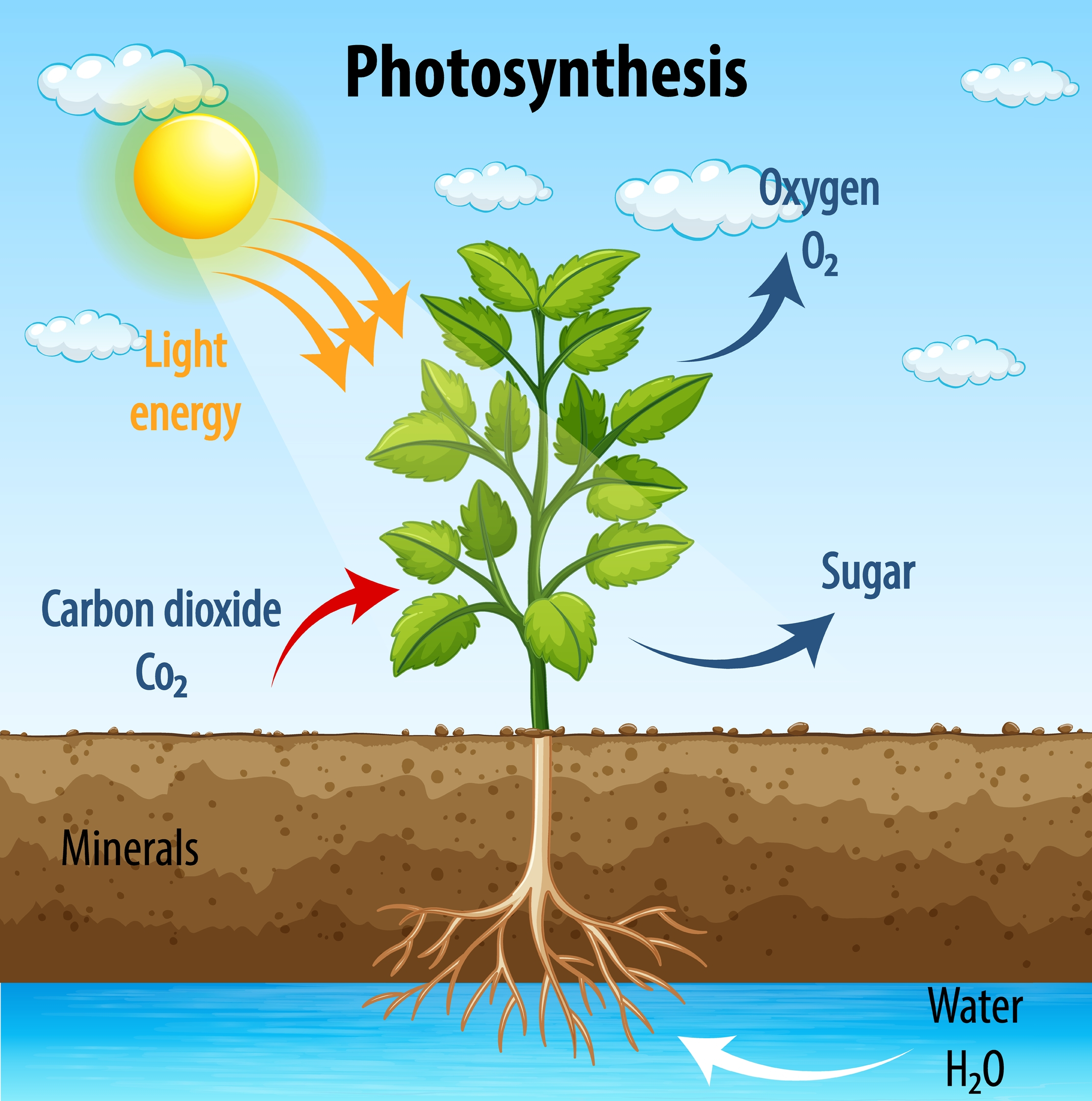 Photosynthesis – Debra Kornfield